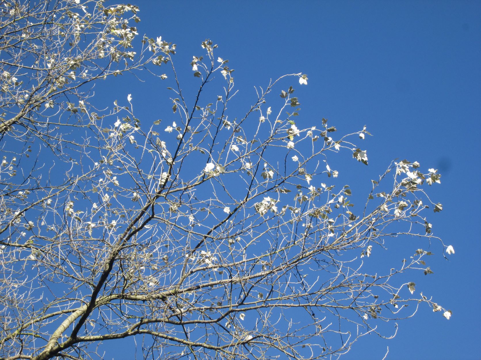 Light Over Winter Exhibition - Appetite